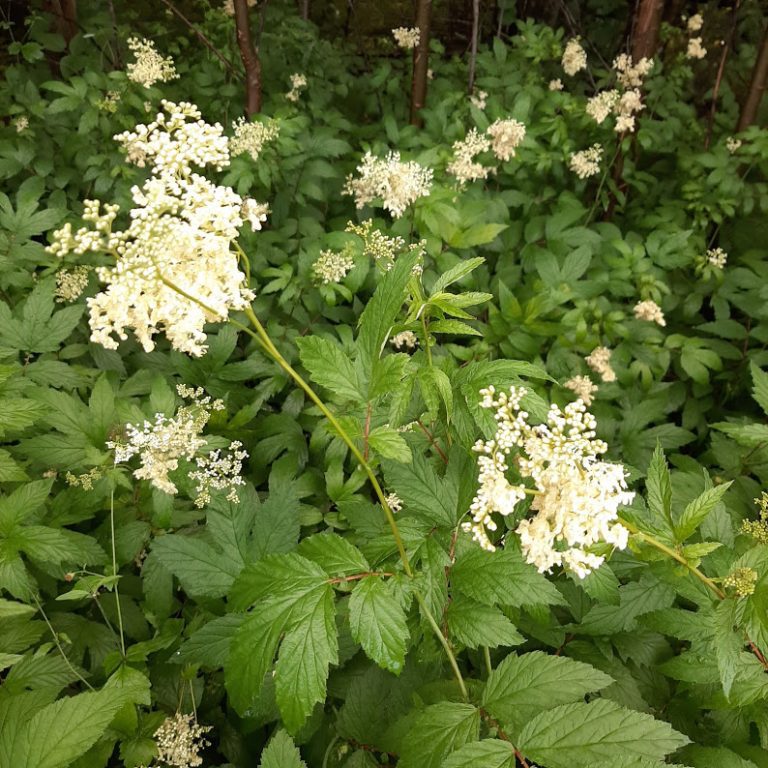 Mesiangervo; toimiva yrtti hoitavaan kosmetiikkaan - Helenatur